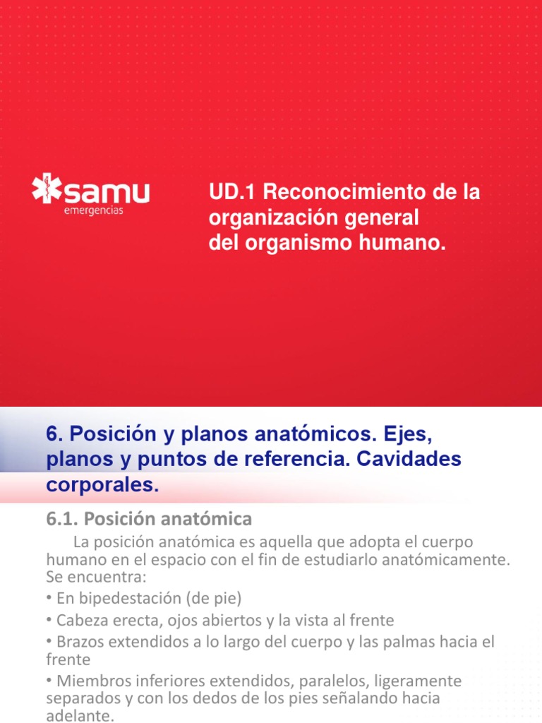 UD1. 5 Posicion Anatómica | PDF | Términos anatómicos de ubicación | Abdomen