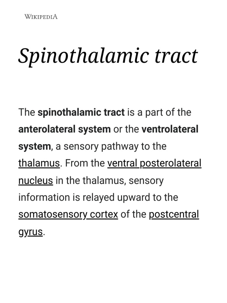 Spinothalamic Tract - Wikipedia | PDF | Neuroscience | Nervous System
