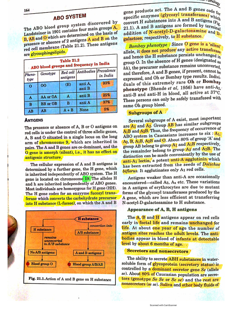 Lecture 7-Abo Blood Group System | PDF