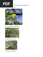 Ringelmann Smoke Chart | PDF | Smoke | Particulates