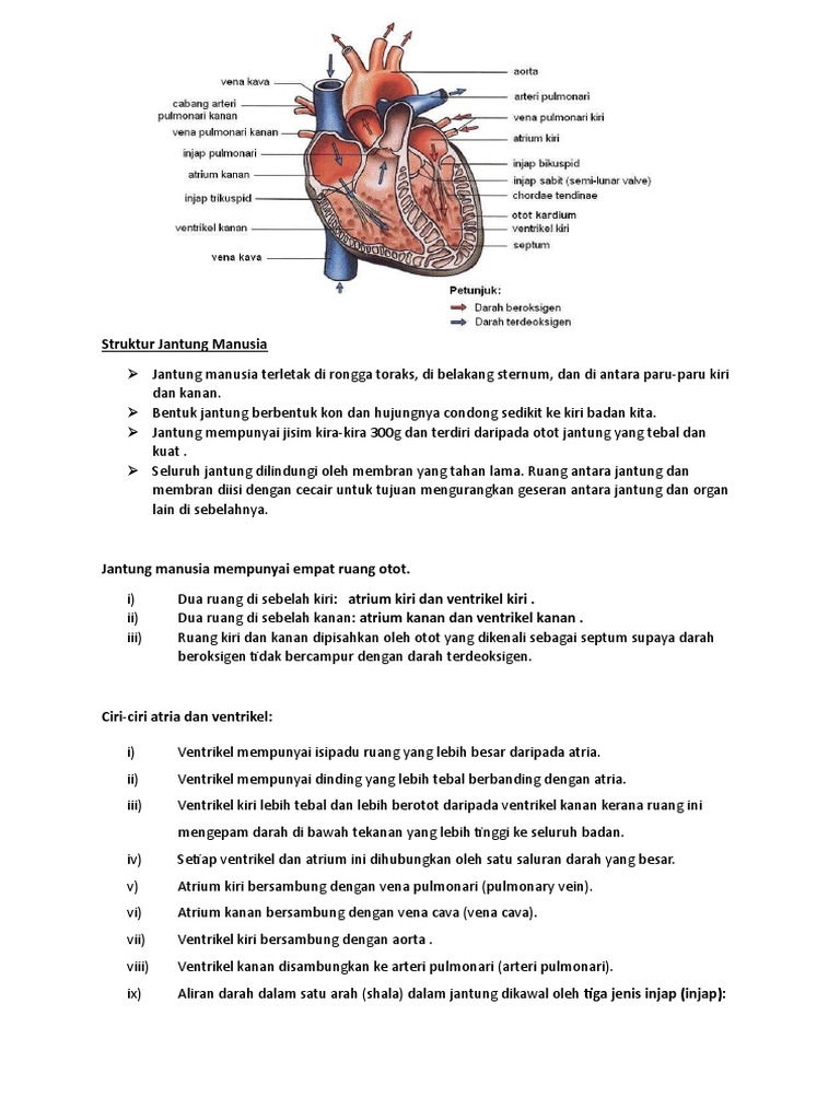Struktur Jantung Manusia | PDF
