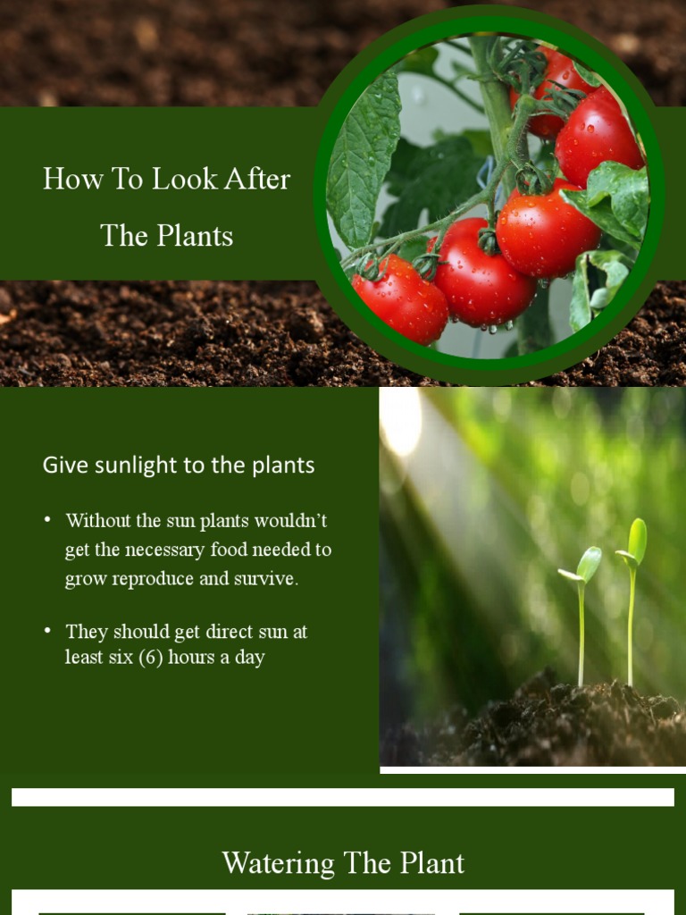 How Look After The Plant (Tugas 3) | PDF