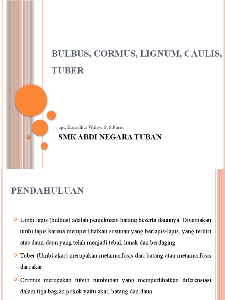 Bulbus, Cormus, Lignum, Caulis | PDF