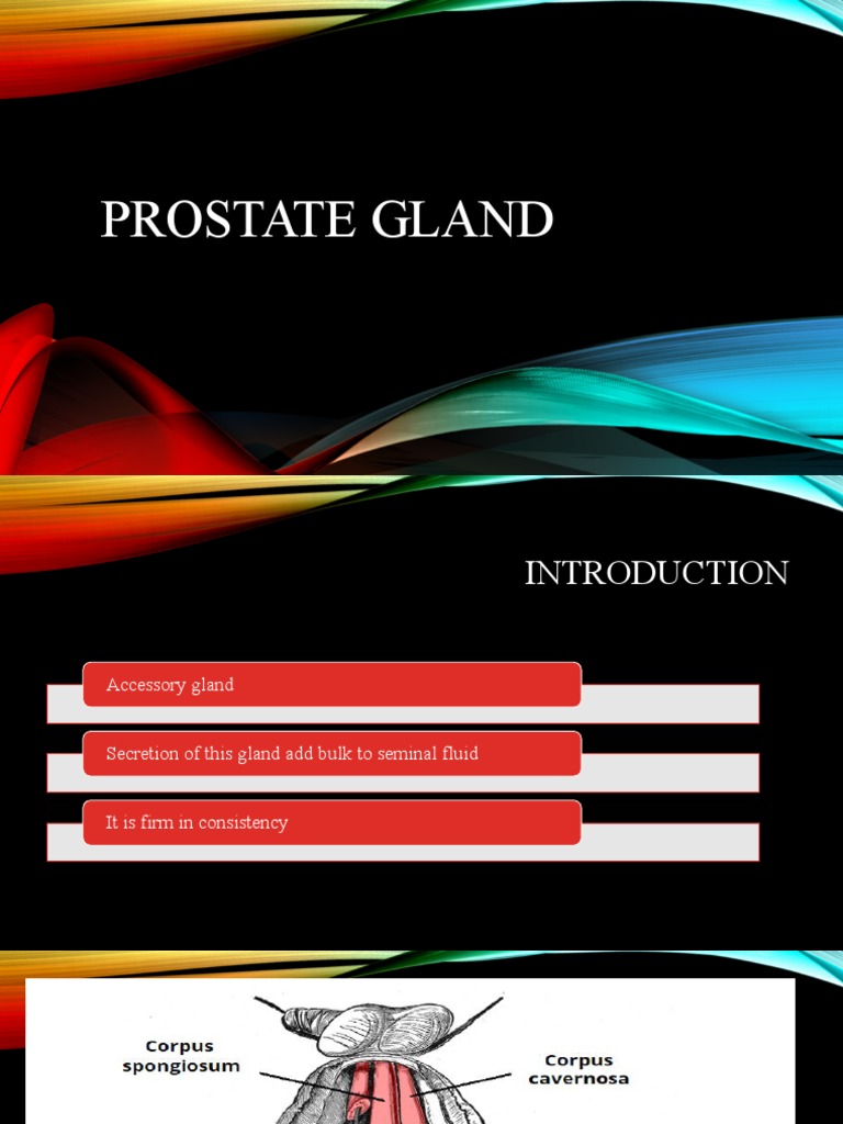 Prostate Gland | PDF | Prostate | Anatomy