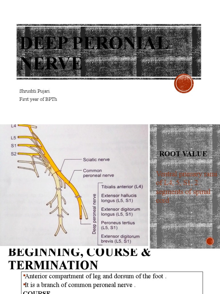 Deep Peroneal Nerve | PDF