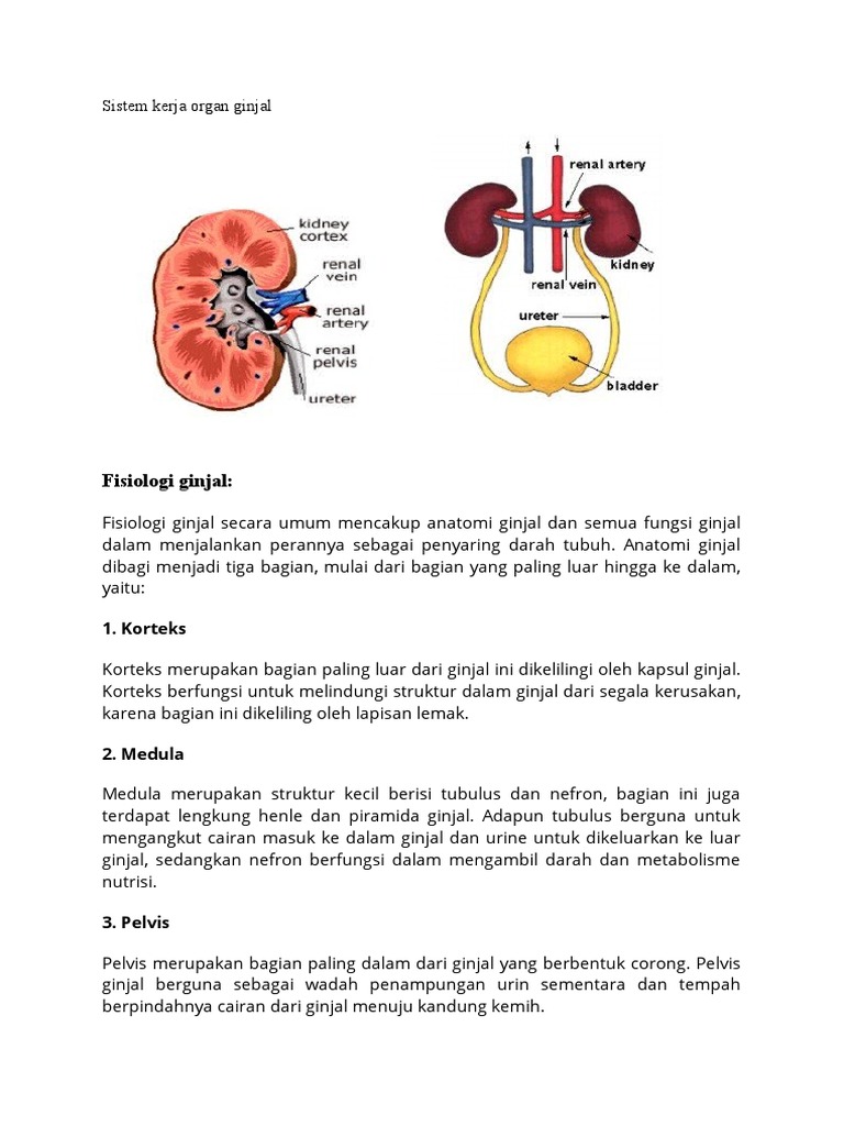 Sistem Kerja Organ Ginjal | PDF