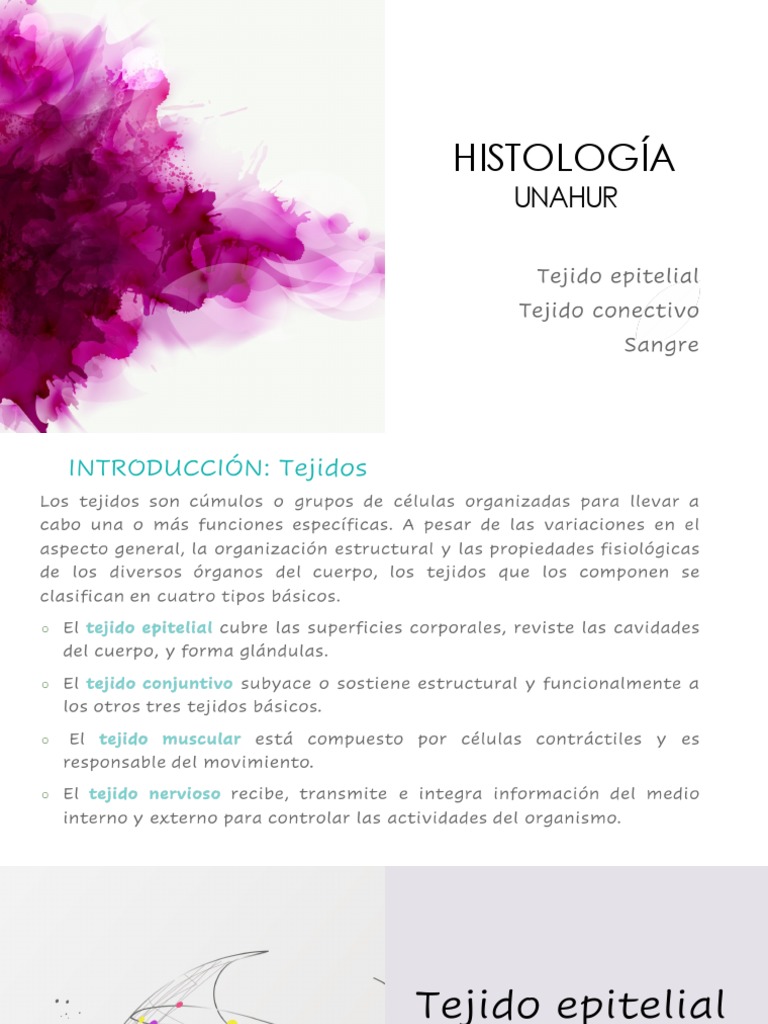 Tipos de Tejidos en Histología Animal | PDF | Tejido conectivo | Epitelio