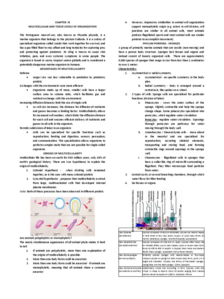 Chapter 9 - Zoology | PDF | Sponge | Zoology