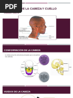 1 Region Superciliar | PDF | Cráneo | Anatomía humana