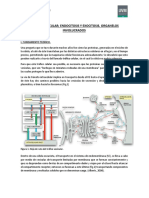Tráfico Vesicular en Células | PDF | Biología Celular | Bioquímica