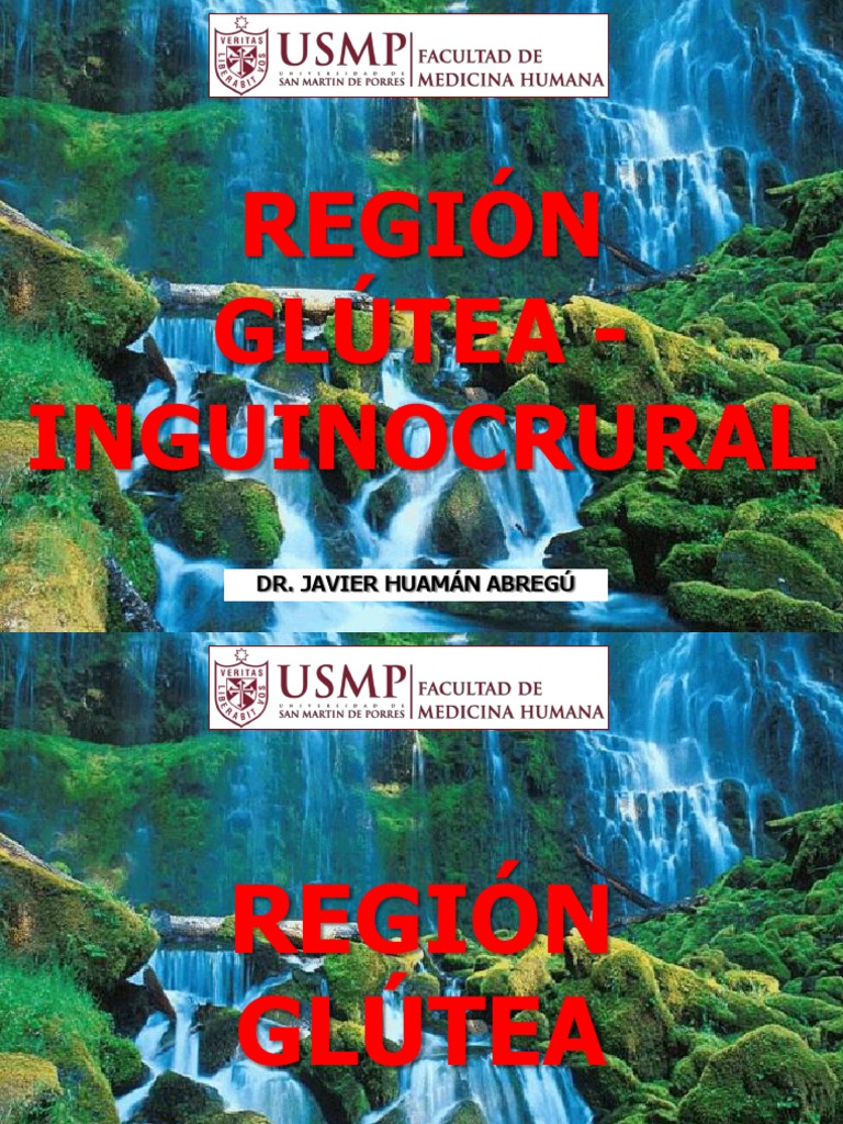 10? - Región Glútea-Inguinocrural | PDF | Anatomía del miembro inferior ...