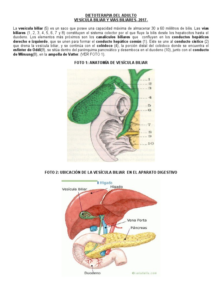 Vesícula Biliar y Vias Biliares 2017 | PDF | Bilis | Vesícula biliar