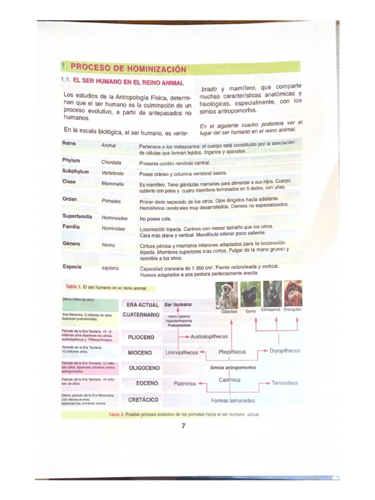 Proceso de Hominización | PDF