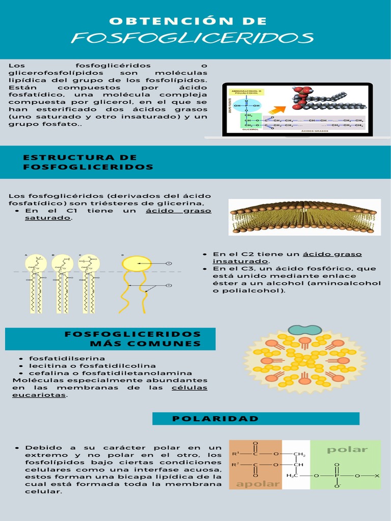 Infografia fosfogliceridos (1) | PDF | Lípido | Compuestos químicos
