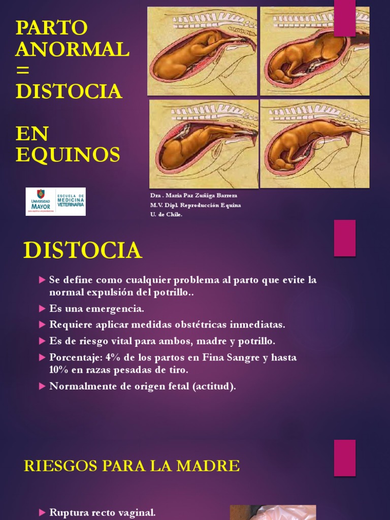 Distocia en Equinos | PDF | Parto | Seccion de cesárea