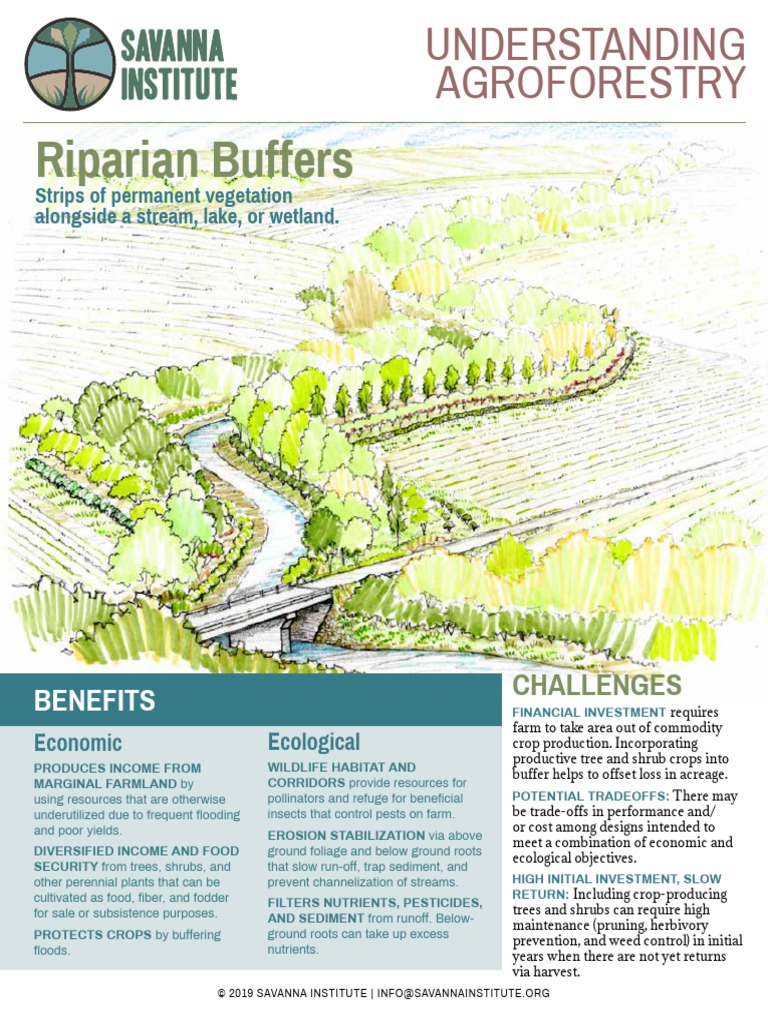 Riparian_Buffers-Understanding_Agroforestry | PDF | Riparian Zone | Biogeochemistry