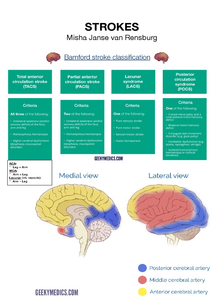 Strokes Student Handout | PDF | Blood Pressure | Stroke