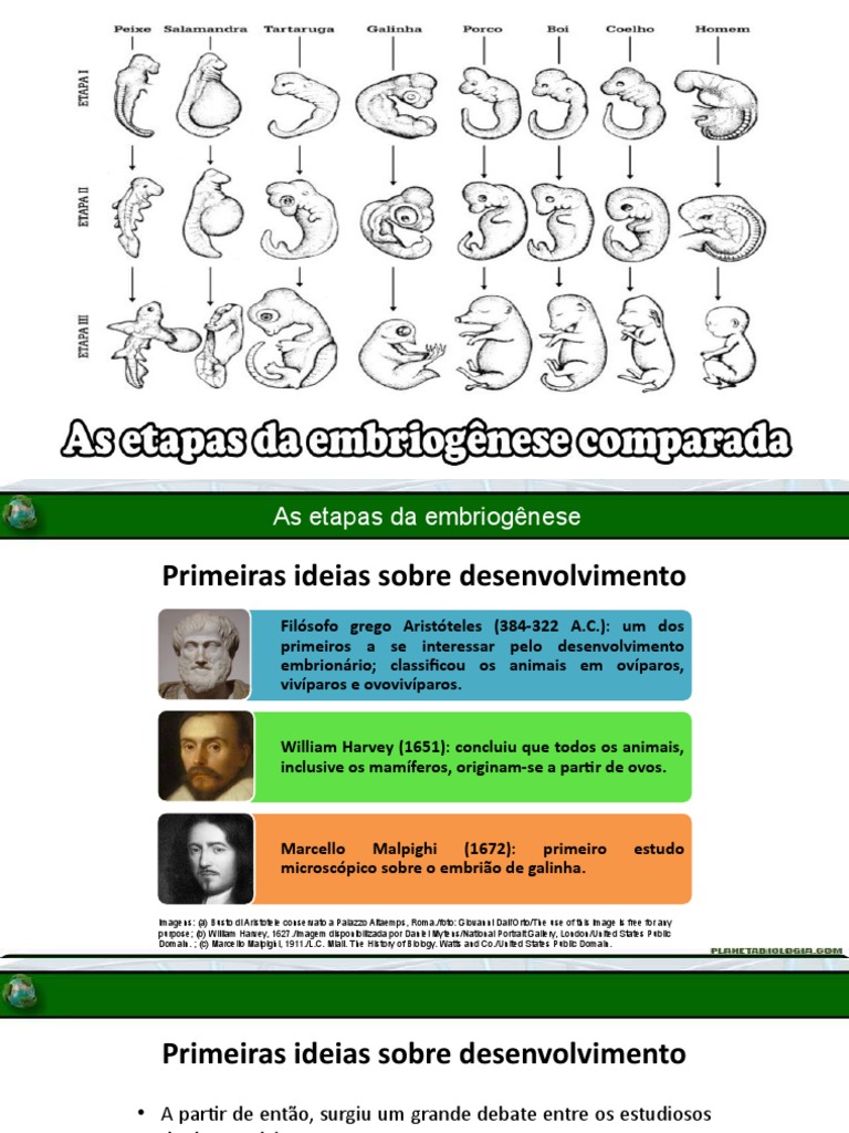 Etapas da Embriogênese Comparada | PDF | Ovo | Gema
