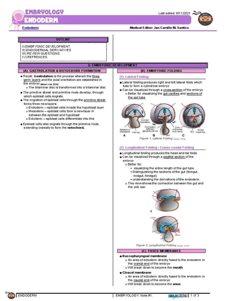 Endoderm Atf | PDF | Anatomy | Gastroenterology