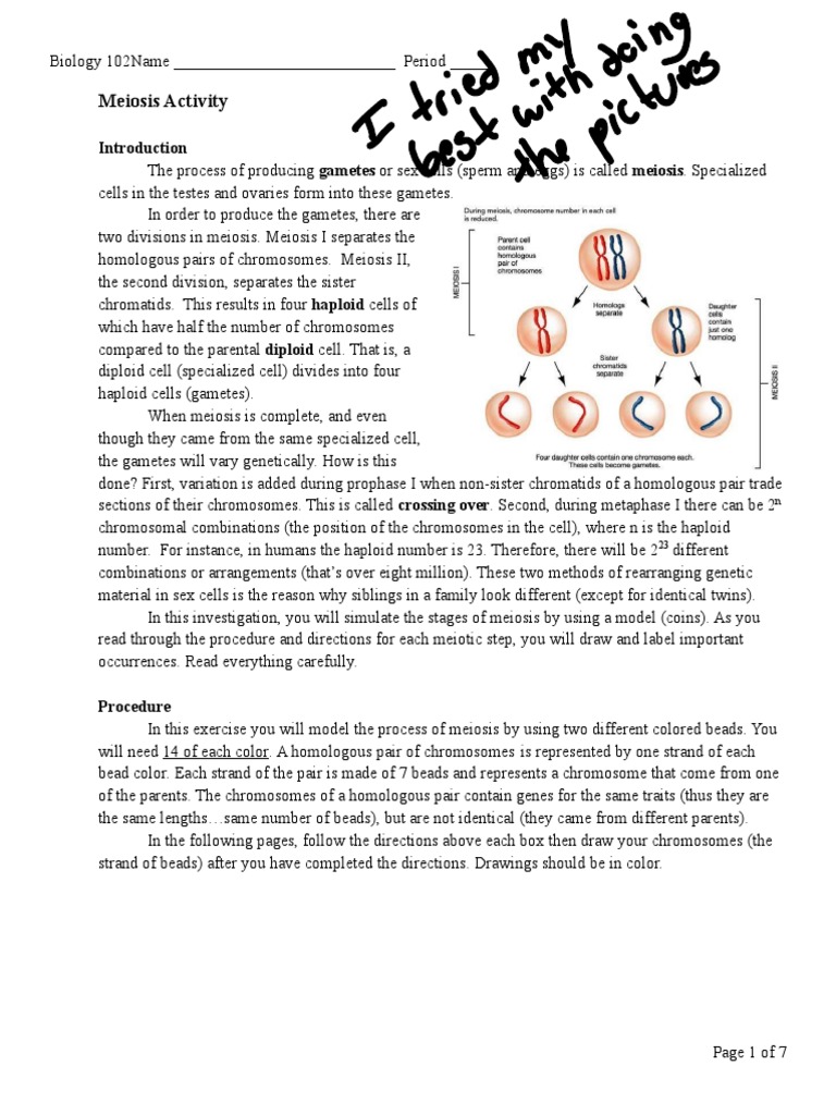 Meiosis Simulation Activity Guide | PDF | Meiosis | Ploidy