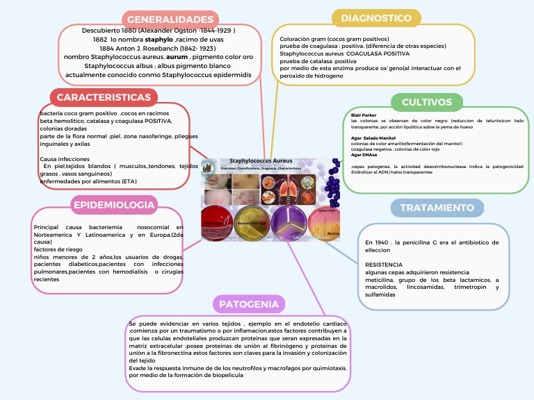 Mapa Conceptual de Staphylococcus Aureus | PDF | Staphylococcus Aureus ...