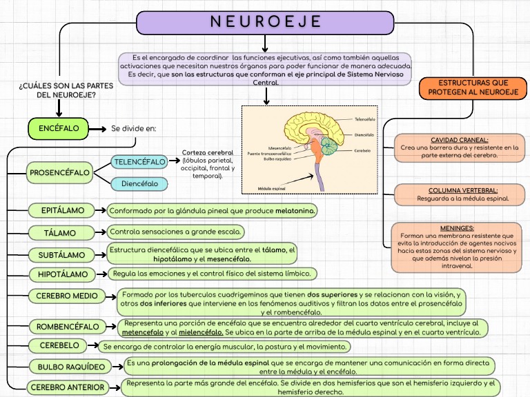 Mapa Conceptual - NEUROEJE | PDF