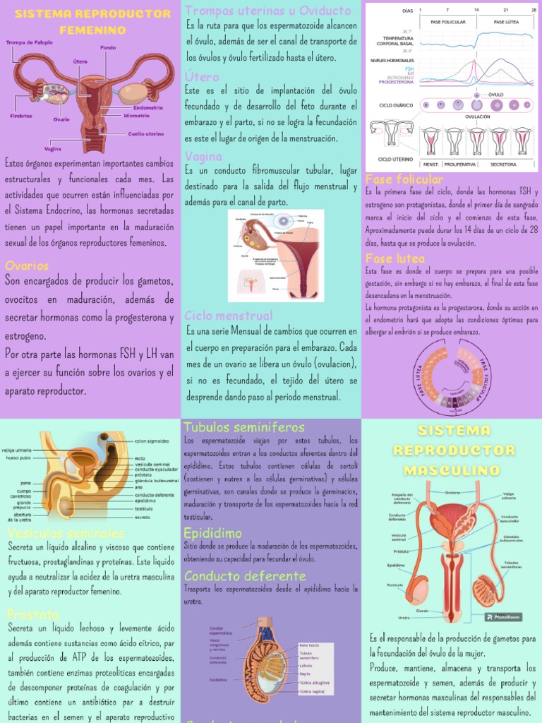 Triptico Reproduccion | PDF | Ciclo menstrual | Ovario