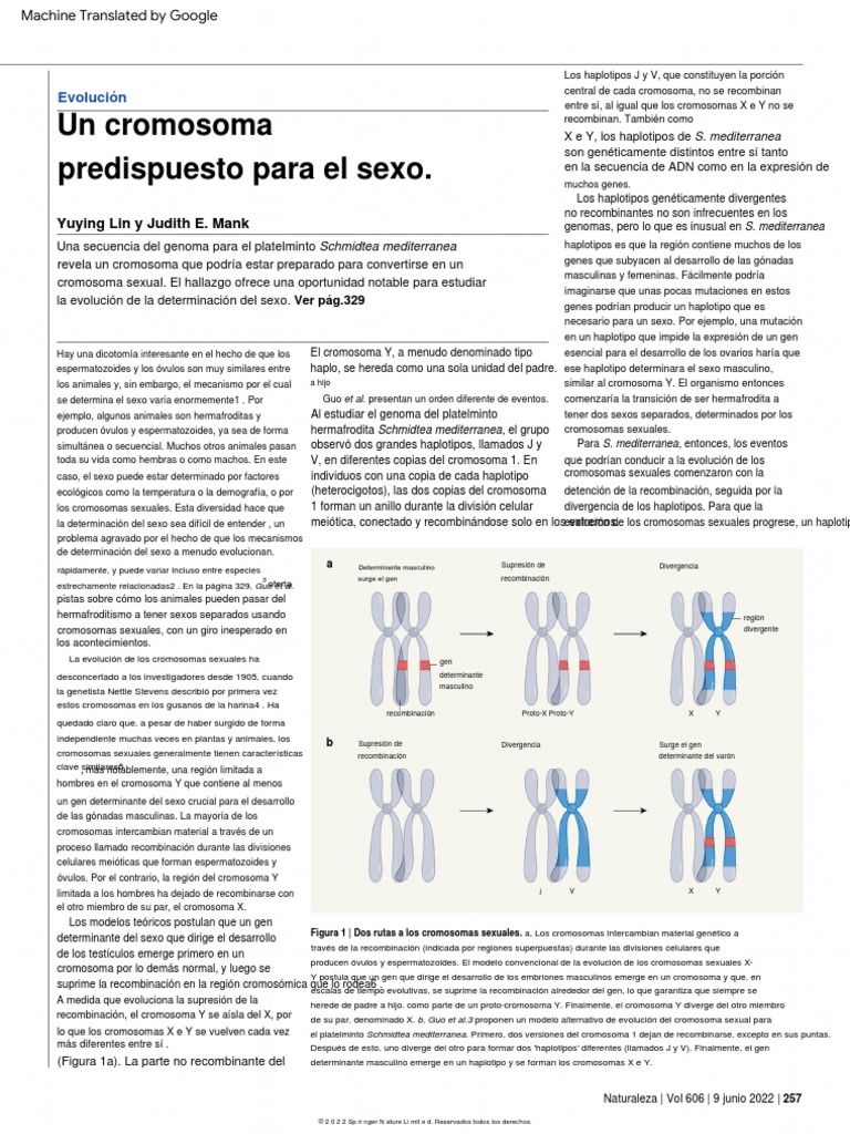 Un Cromosoma Predispuesto para El Sexo.: Yuying Lin y Judith E. Mank ...