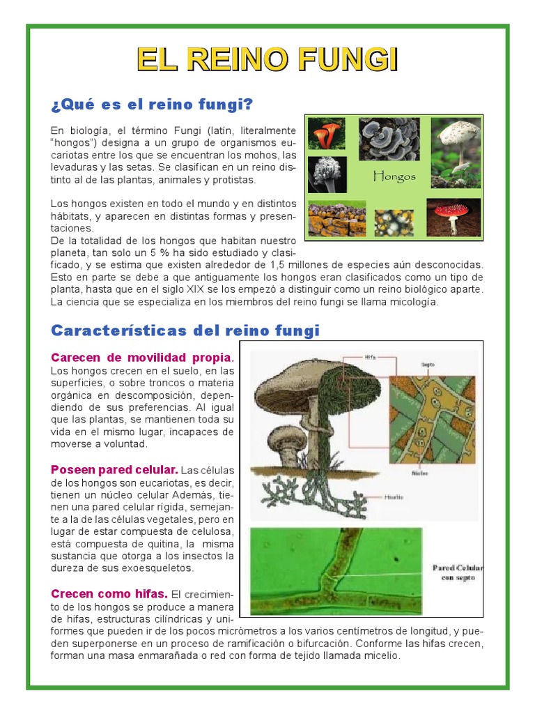 FUNGI | PDF | Hongo | Plantas
