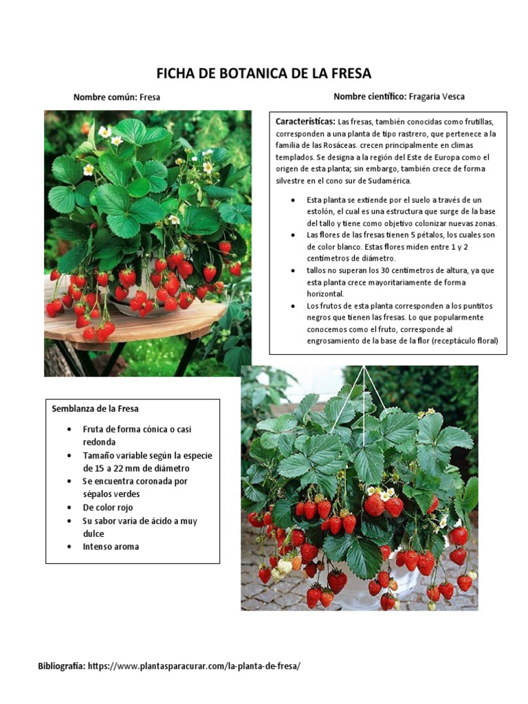 Características de la Fresa y su Taxonomía | PDF | Morfología Vegetal ...