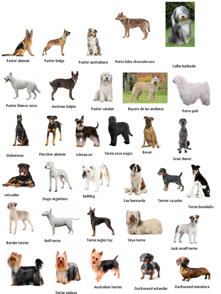 Raza de Perros | PDF