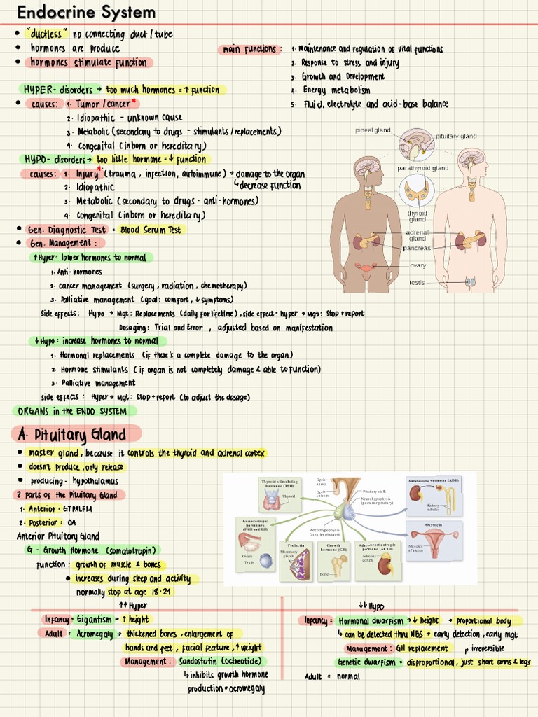Endocrine System | PDF | Thyroid | Clinical Medicine