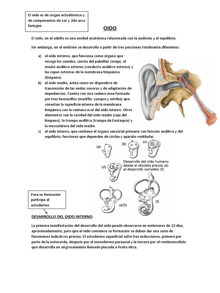 Anatomía y desarrollo del oído | PDF | Oído | Morfología (biología)