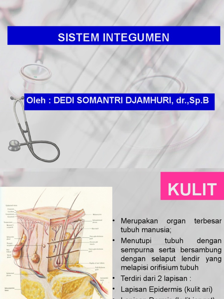 Sistem Integumen | PDF