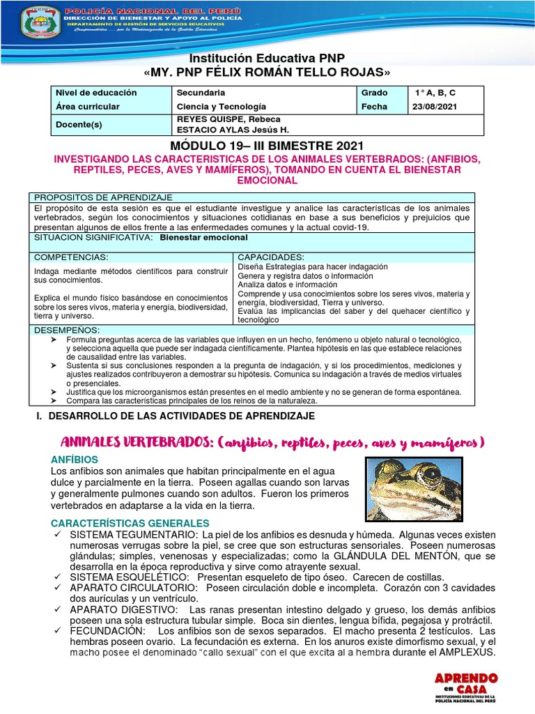 MÓDULO 19 - III°BIM - CyT 1ro | PDF | Reptil | Anfibio