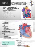 Netter Corazon | PDF | Ventrículo (corazón) | Corazón
