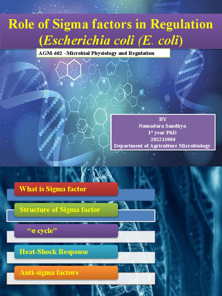 Role Of Sigma Factor Download Free Pdf Chemistry Structural Biology