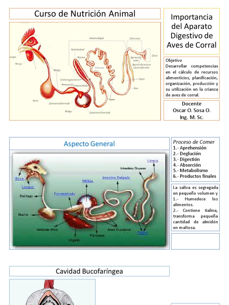 El Aparato Digestivo de Aves de Corral | PDF | Digestión | Estómago