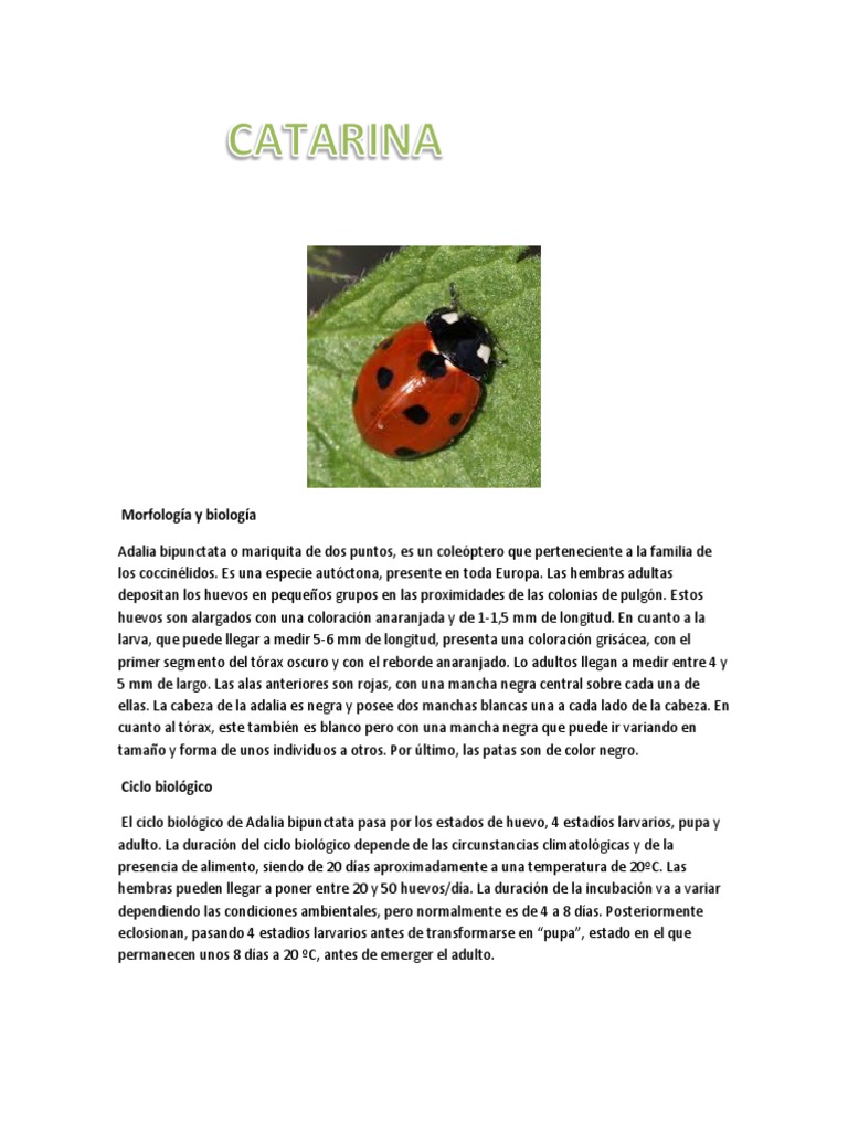 Catarina | PDF