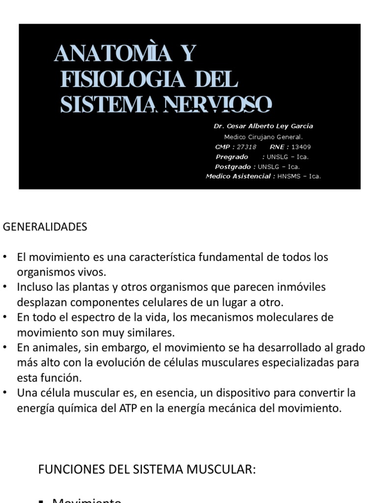 Clase 3 Fisiologia Del Sistema Nervioso | PDF | Neurona | Músculo esquelético