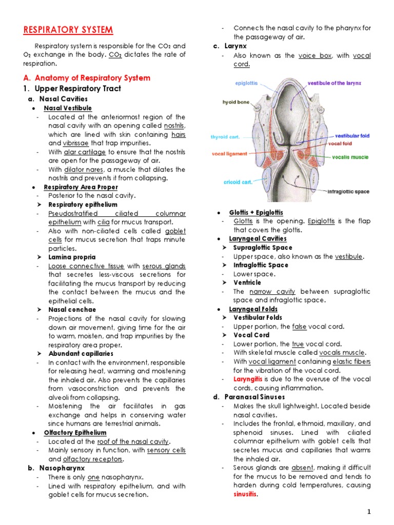 Reviewer Anaphy Lec Respiratory System | PDF | Respiratory Tract ...