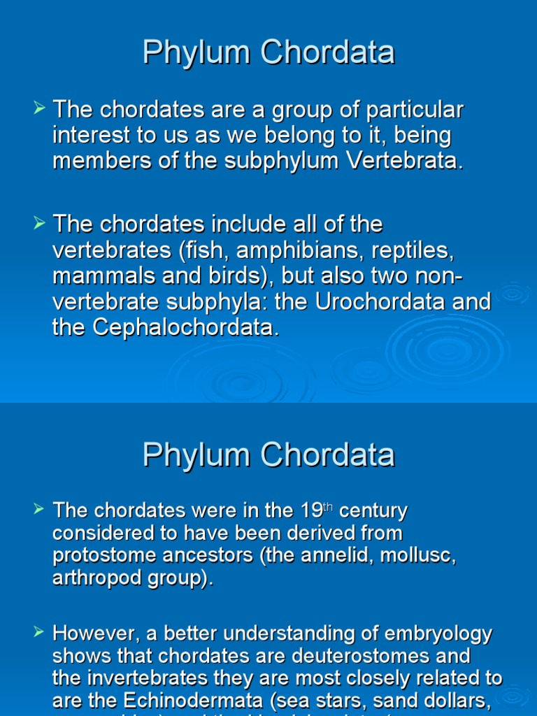 Chordate General Characteristics | PDF