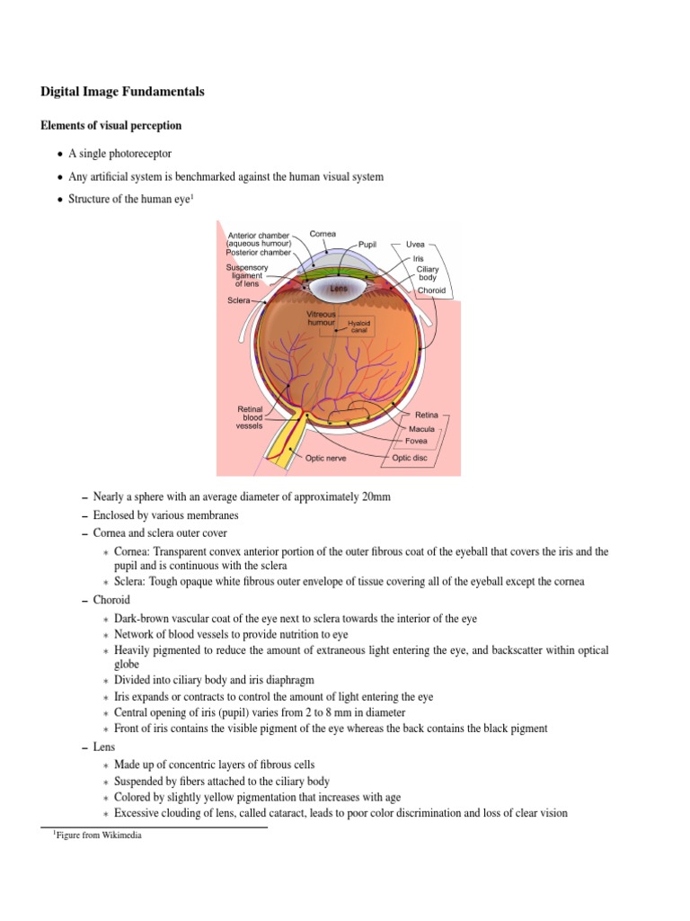 Fundamental in DIP | PDF | Eye | Human Eye