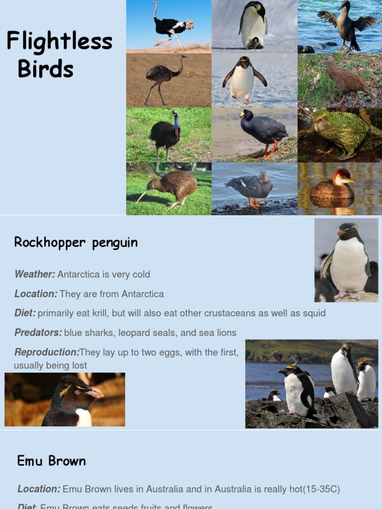 Flightless Birds Presentation | PDF