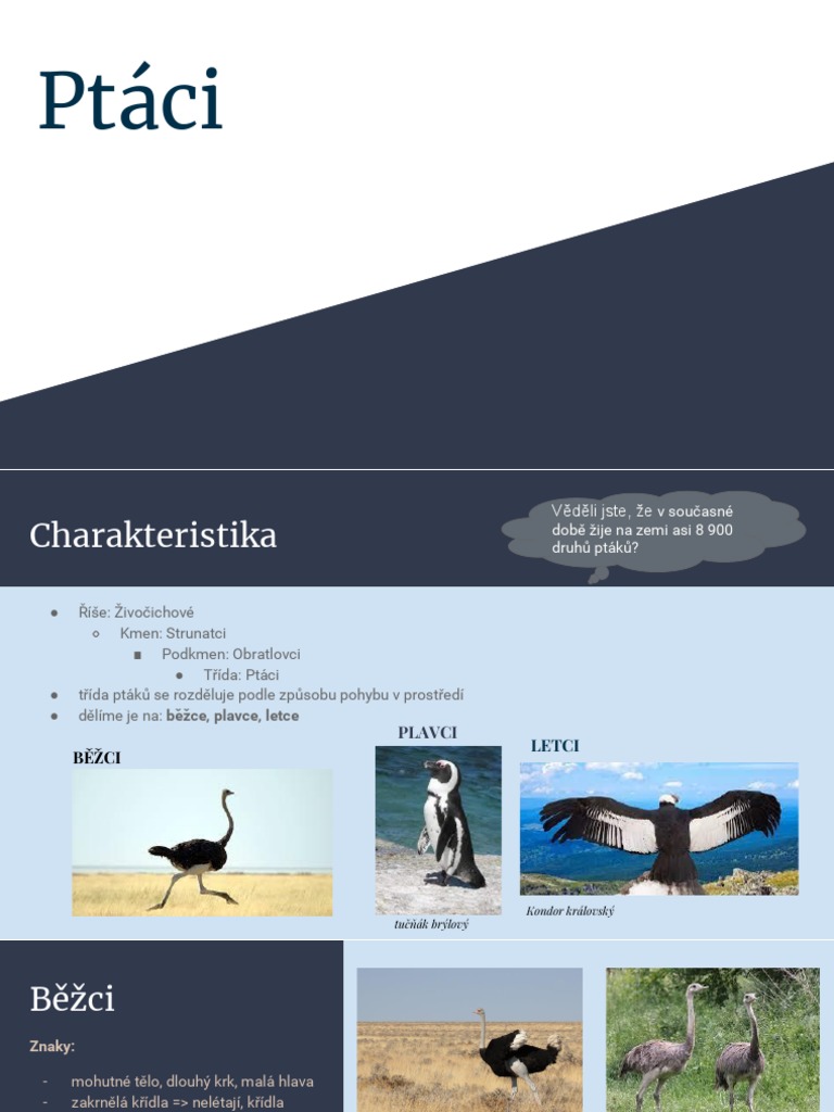 Ptáci | PDF