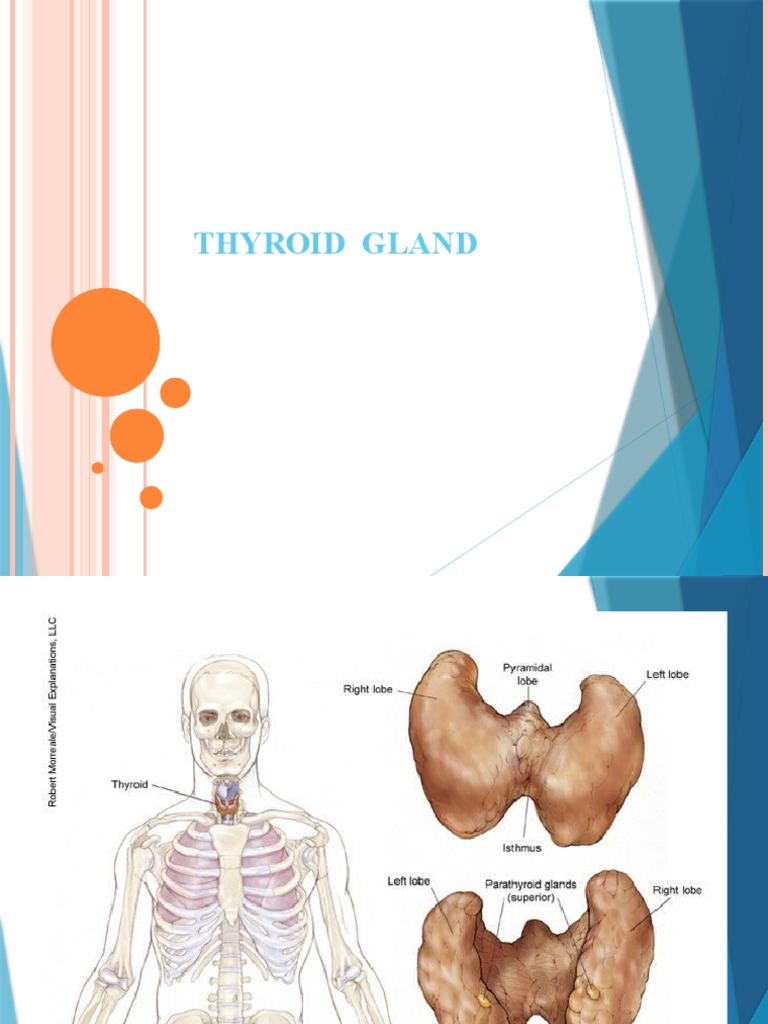 Thyroid | PDF | Thyroid | Metastasis