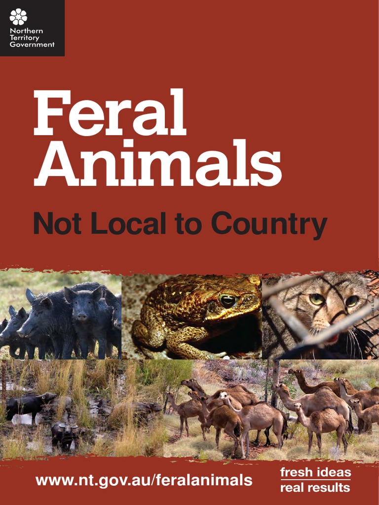 Feral Animals Storybook | PDF | Wild Boar | Dogs