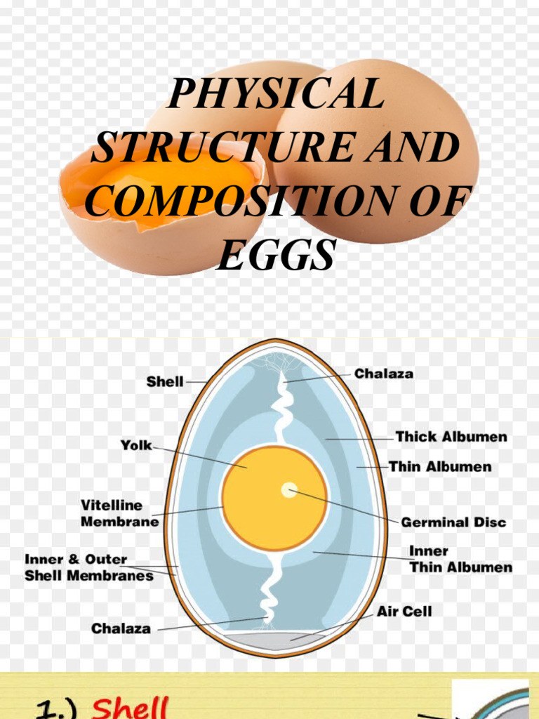 Physical Structure Of Egg PDF