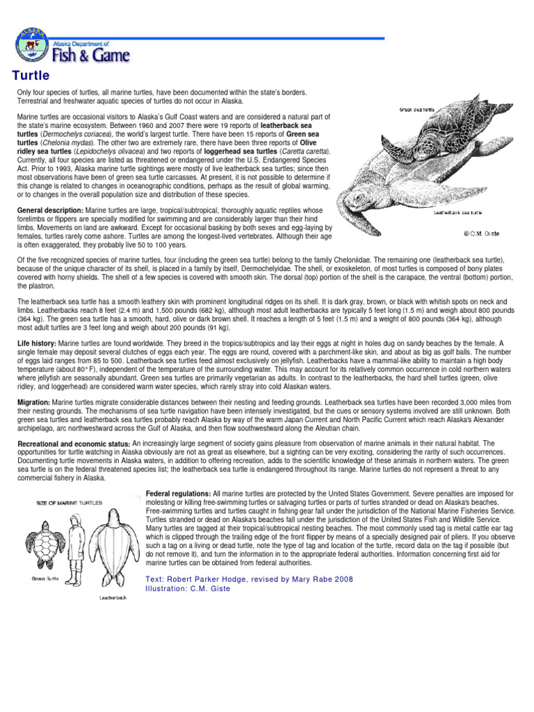 Turtles | Download Free PDF | Turtle | Sea Turtle