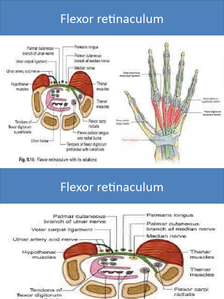 Intrinsic Muscles of Hand 1 | PDF | Thumb | Hand